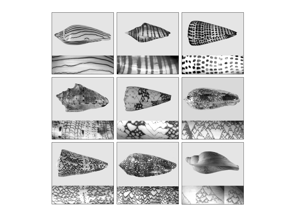 Stephen Wolfram: A New Kind of Science; 2002. – IAAC Blog