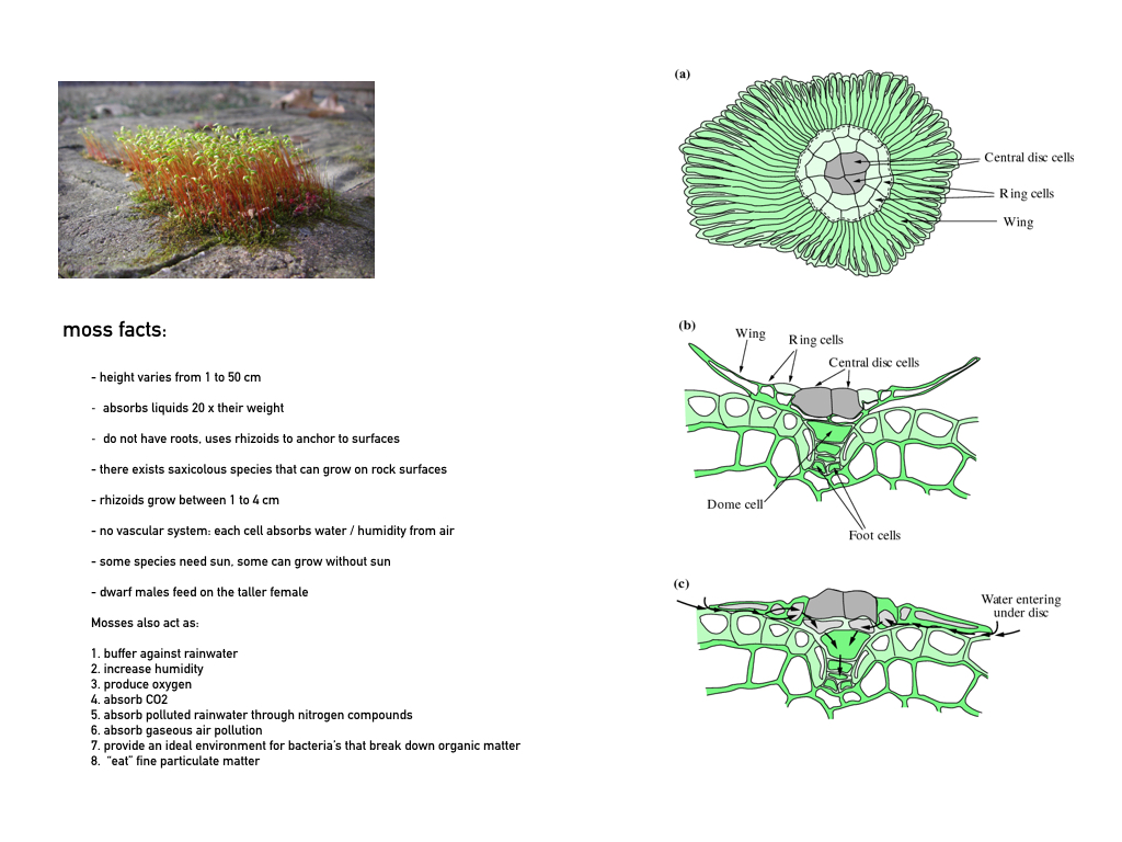 geo-mimic form-finding [for the growth of saxicolous moss species ...