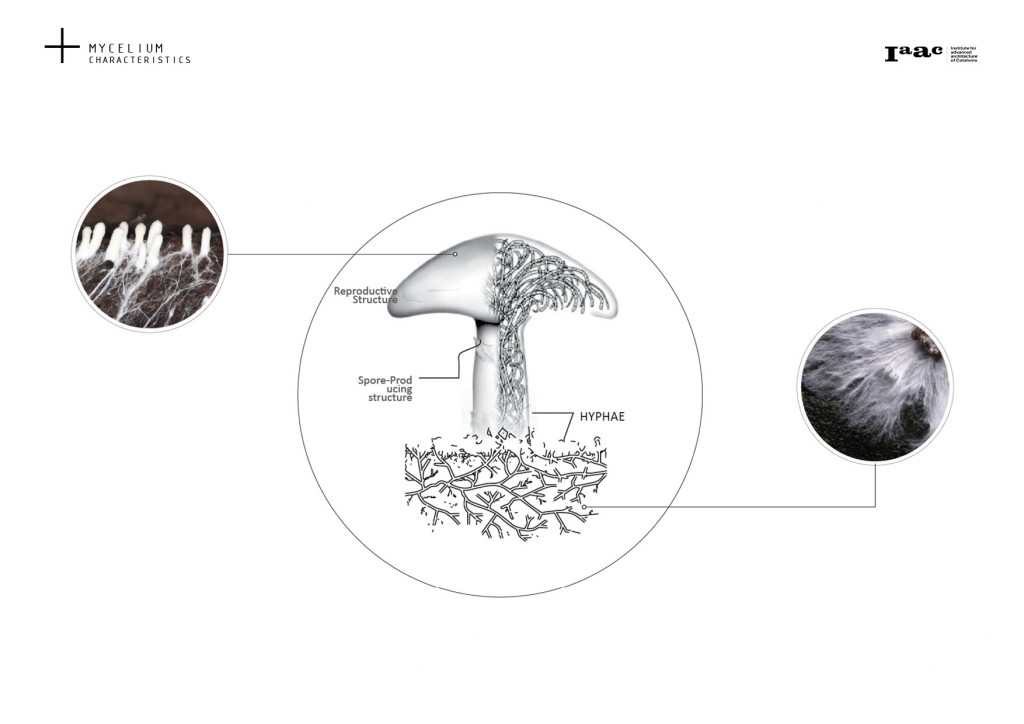 Strip Myco-Puncture – IAAC Blog