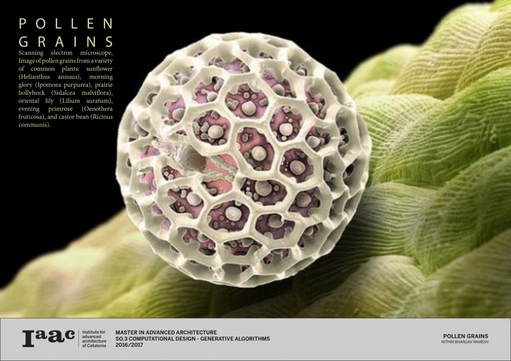 Pollen Grain – IAAC Blog