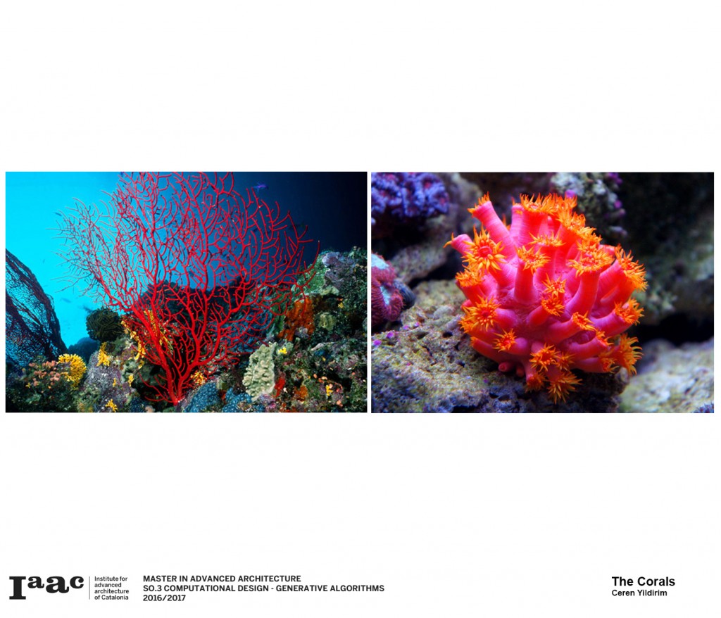 Corals – IAAC Blog