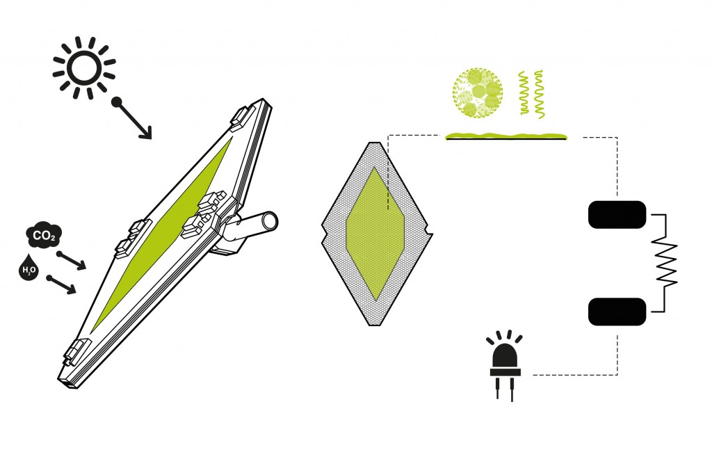 Photosynthetic Algae Cell – IAAC Blog
