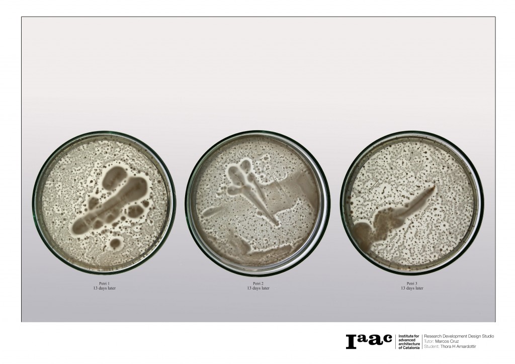 Microbial Scaffolding – IAAC Blog