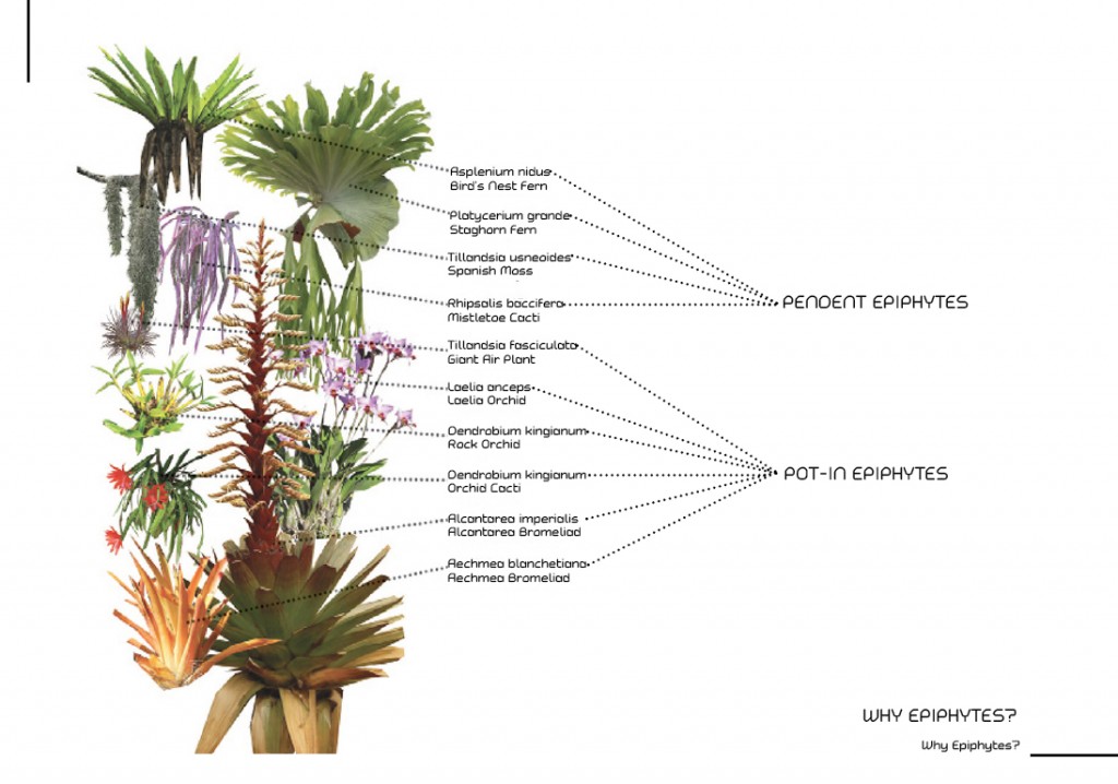 Epiphytic Tessellations – IAAC Blog