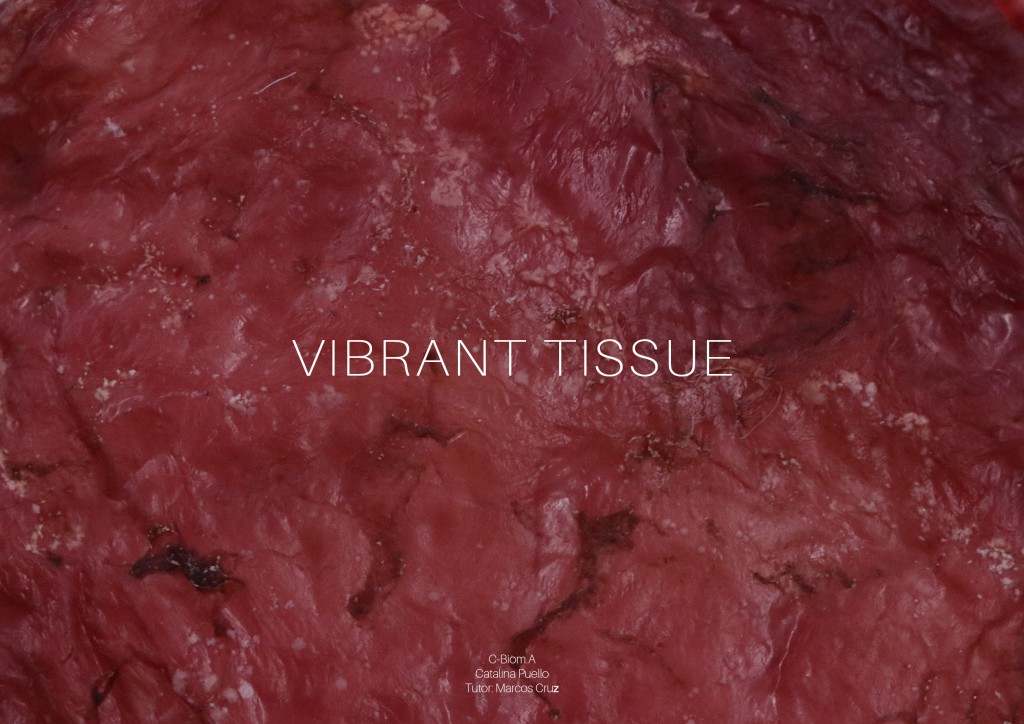 Vibrant Tissue_ Augmented Microbial Cellulose – IAAC Blog