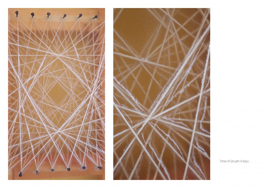 Vibrant Tissue_ Augmented Microbial Cellulose – IAAC Blog