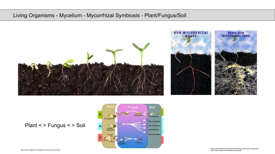 Myco_Earth – IAAC Blog