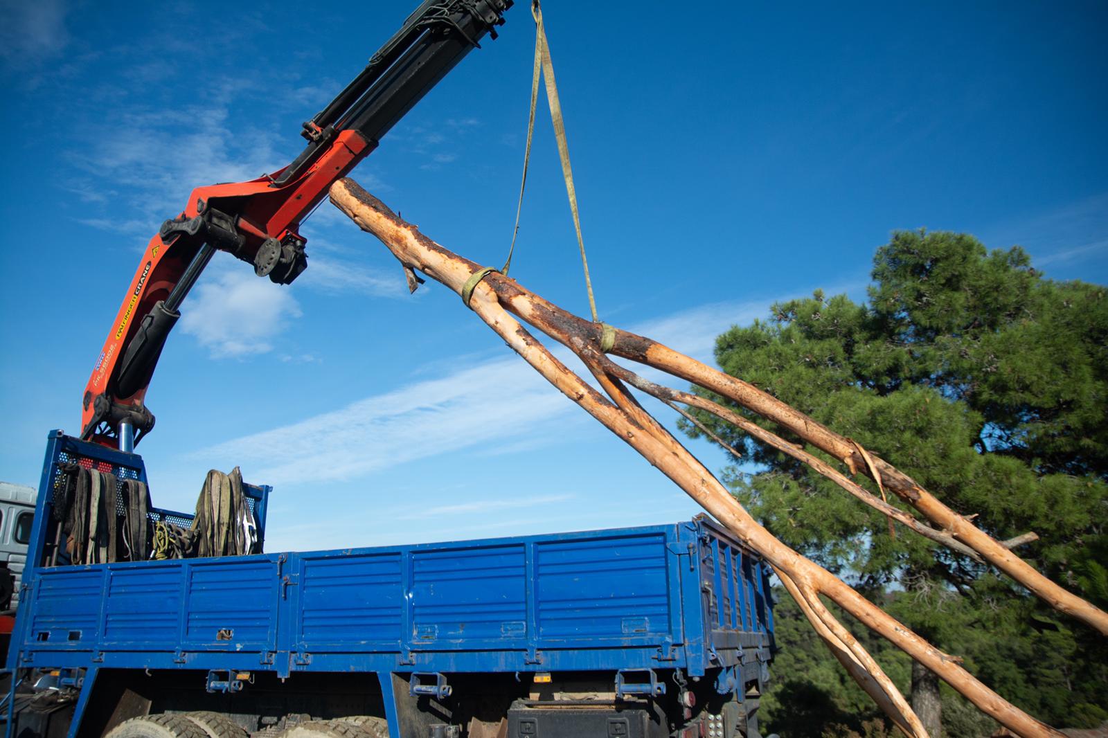 TREES IN MOTION: TO THE TEST SITE – IAAC Blog