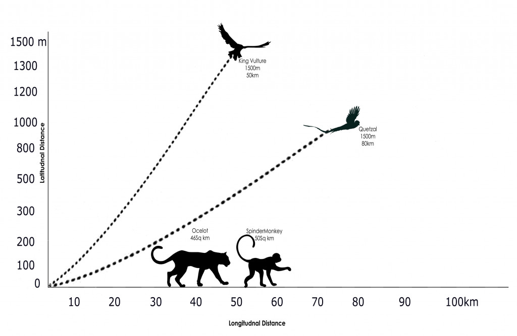 MIDTERM INTRO STUDIO G2 // WILDLIFE FLOWS – IAAC Blog