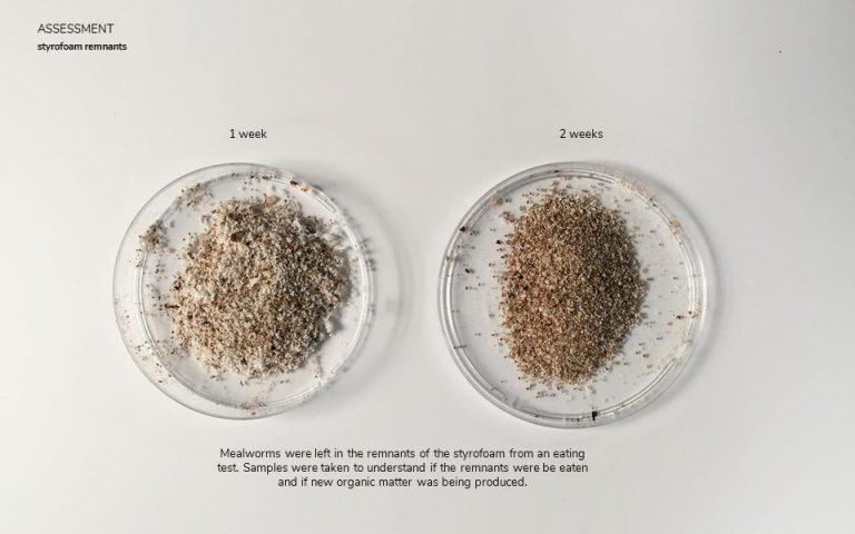 MEALWORMS EATING STYROFOAM AND THE EXPLORATION OF EATING PATTERNS ...
