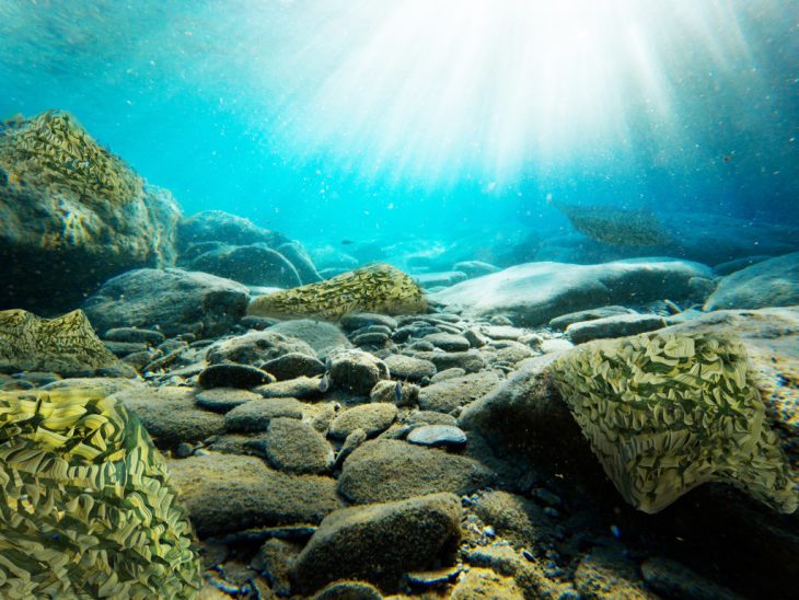 Recursive Growth - Python Exercise – IAAC Blog