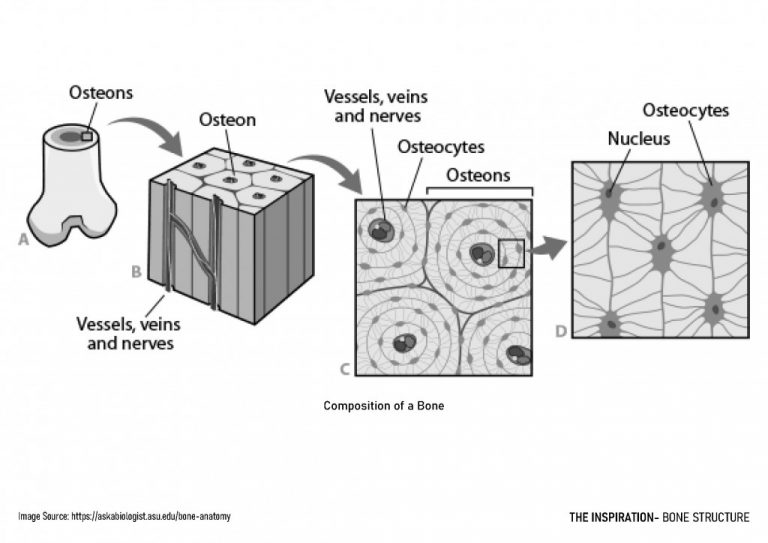 Osteonic Outlines – IAAC Blog