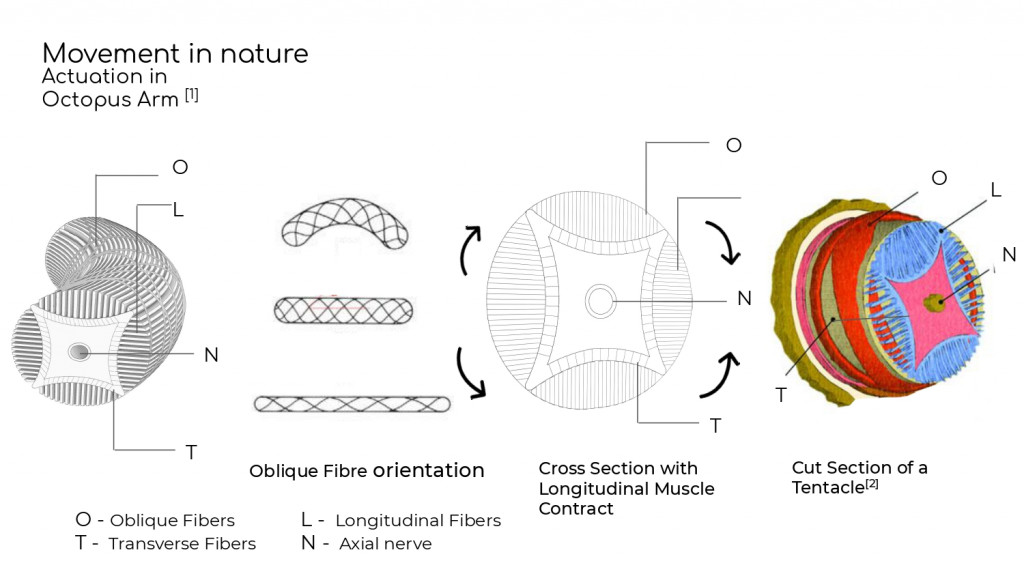 Organism and Architecture – IAAC Blog