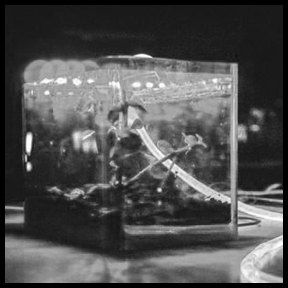 INTRODUCTION TO PROGRAMMING AND PHYSICAL COMPUTING - SYLLABUS & FACULTY – IAAC Blog