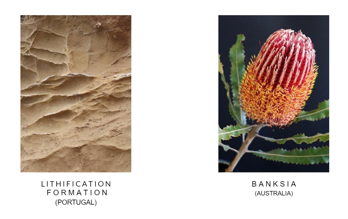 MERGING NATURE - Lithification and Banksia – IAAC Blog