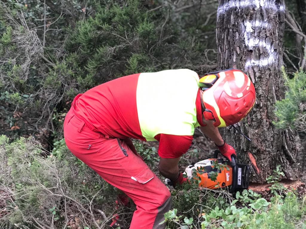 Valldaura Labs Completes 2020/21 Sustainable Forest Management – IAAC Blog