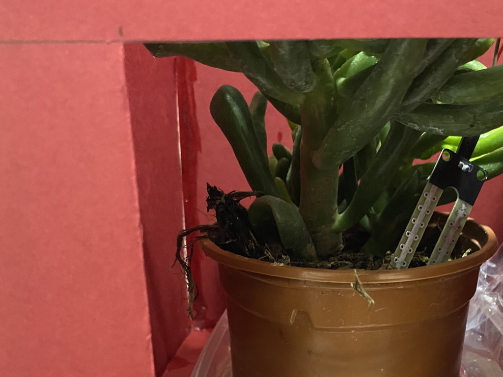 AUTOMATED GREENHOUSE – IAAC Blog