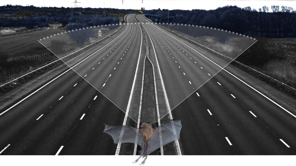 Through the eyes of a bat – IAAC Blog